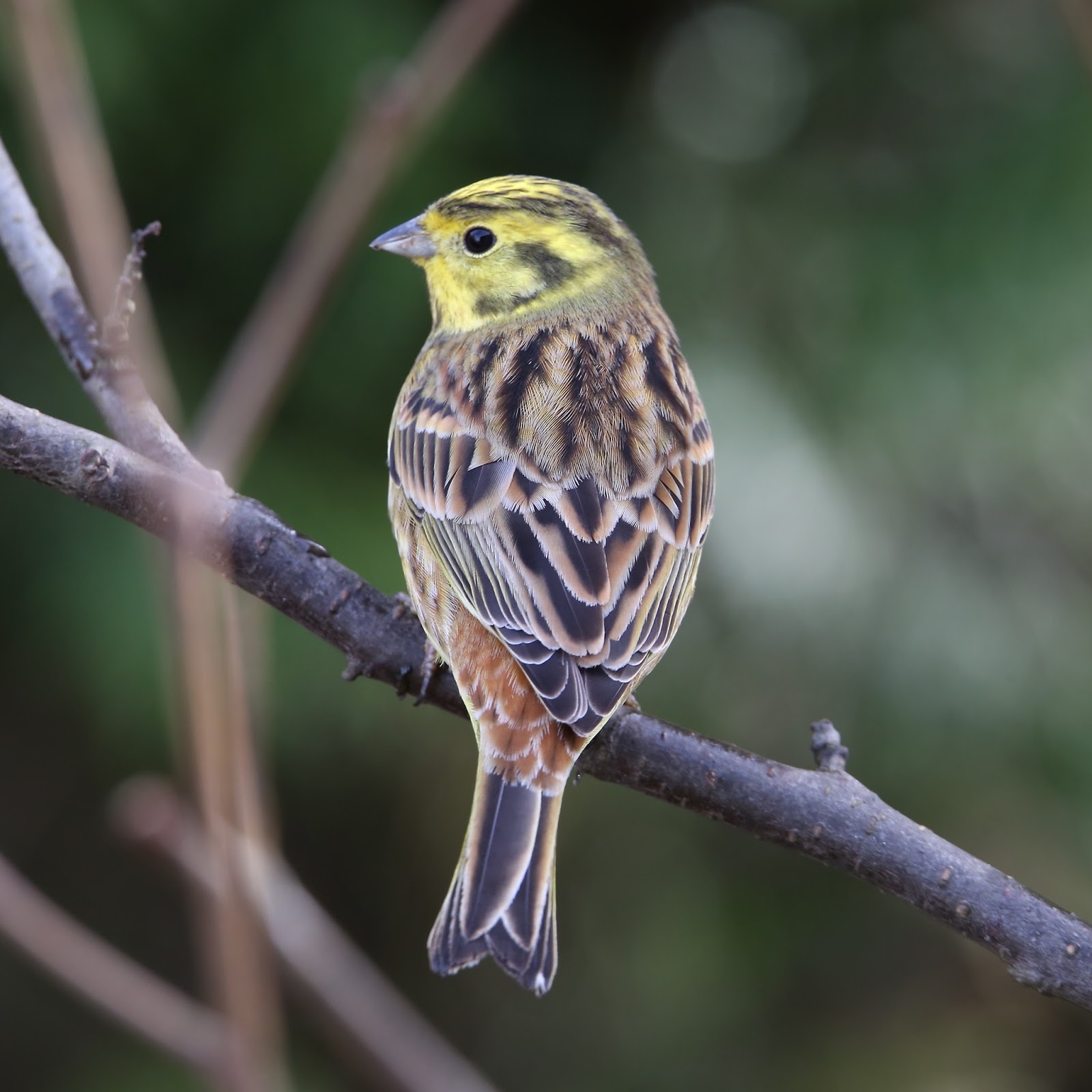 TrogTrogBlog: Bird of the week - Yellowhammer