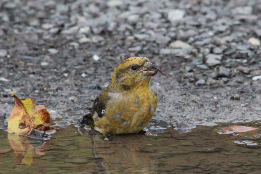 The Naturalest Naturalist: Crosses and Crossbills