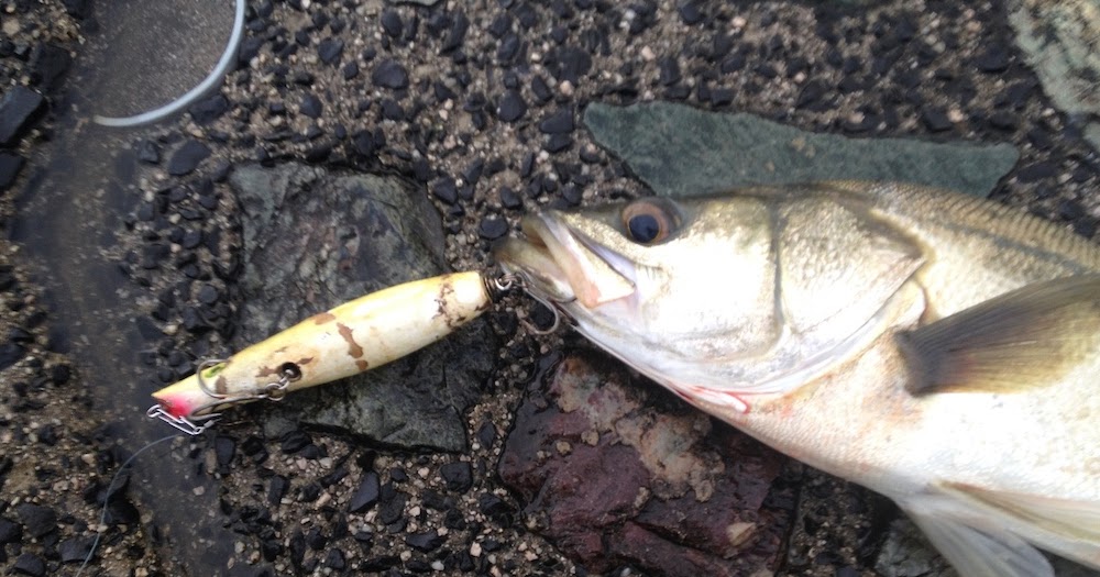 American saltwater lures can catch Japanese fish?: (No. 372) Japanese ...