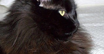 The Vulgar Curmudgeon: Fuckin' Cats