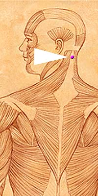 acuxo | Acupuncture Point Locations, Descriptions, and Actions: GV 15 ...