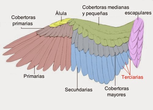 El vuelo de aves y murciélagos. Más semejanzas que diferencias