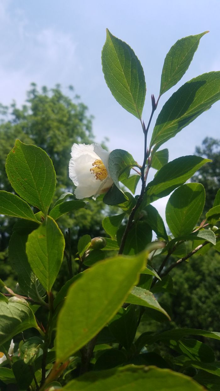 Future Plants by Randy Stewart: Stewartia