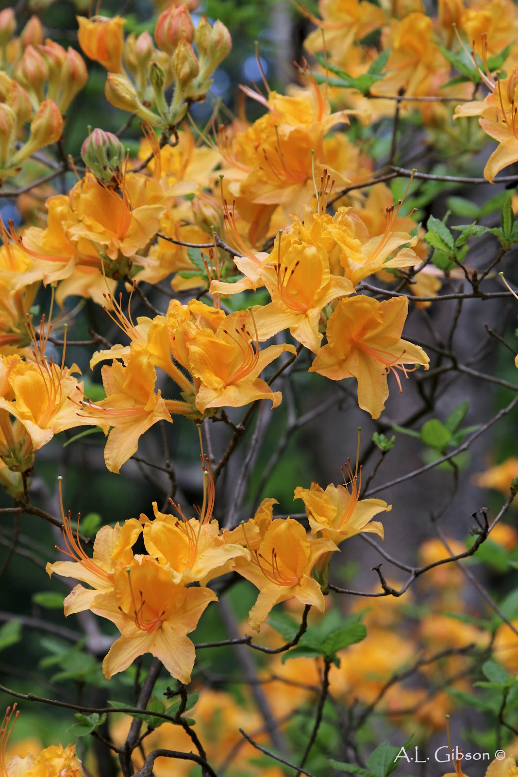 The Buckeye Botanist: Flame Azalea (Rhododendron calendulaceum)