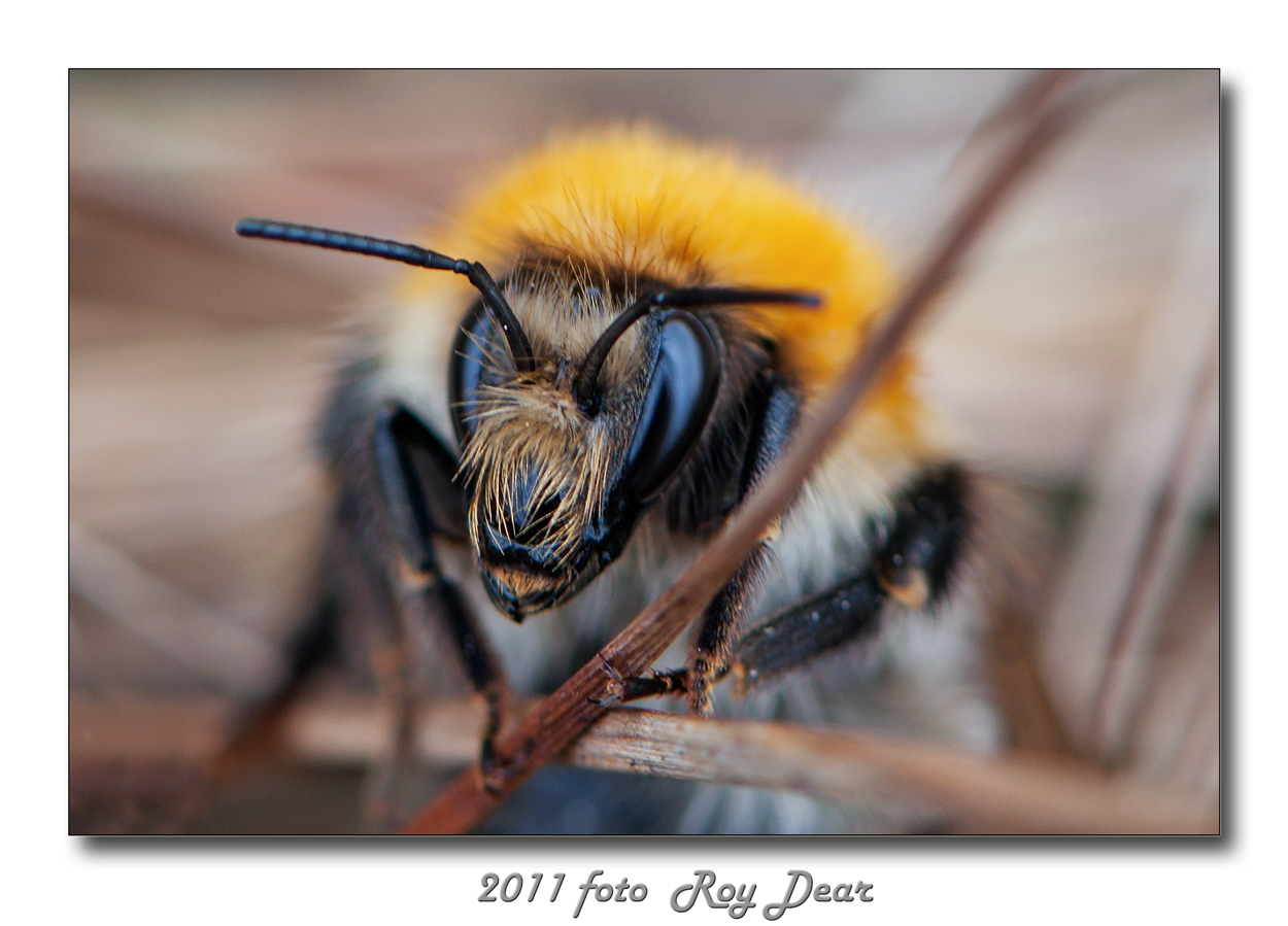 Foto's: Hommel
