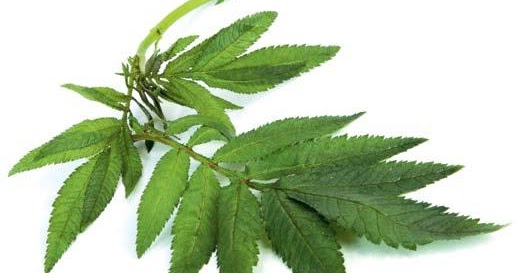 Beneficios del Huacatay - Cultura de salud, bienestar, consejos, vida ...