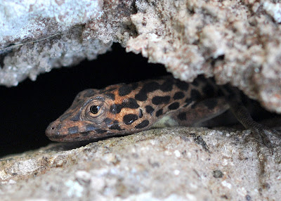 The Best of Underpressure Photography: Sabian Anole Lizard- Saba ...