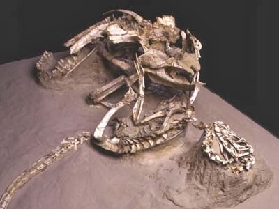 Prehistoric Beast of the Week: Protoceratops: Beast of the Week