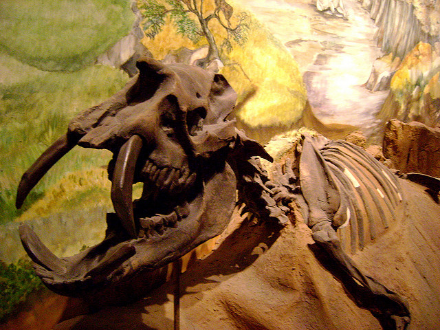 Wiki Prehistoria: Astrapotherium