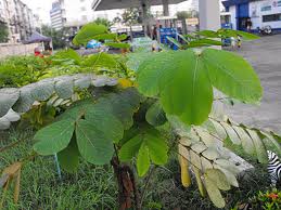 Herbal Medicine in the Philippines: Akapulko