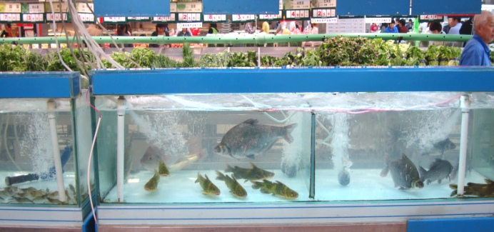 French Vocabulary Illustrated: vivier