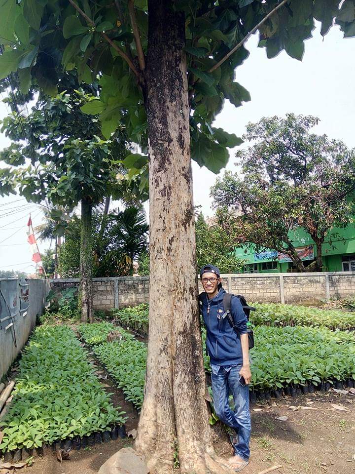 Pengembangan Hutan Tanaman Jati ~ MKD LaCossa Nostra Panatagama
