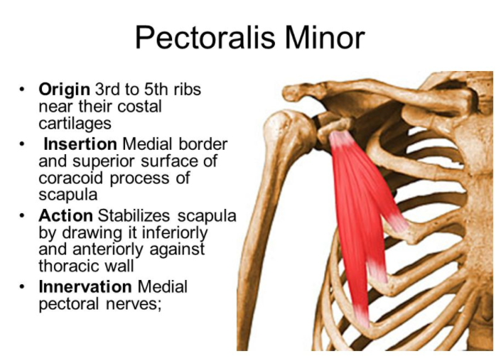 Precision Acrobatics with Ariel + Liz: Shoulder pre-habilitation for ...
