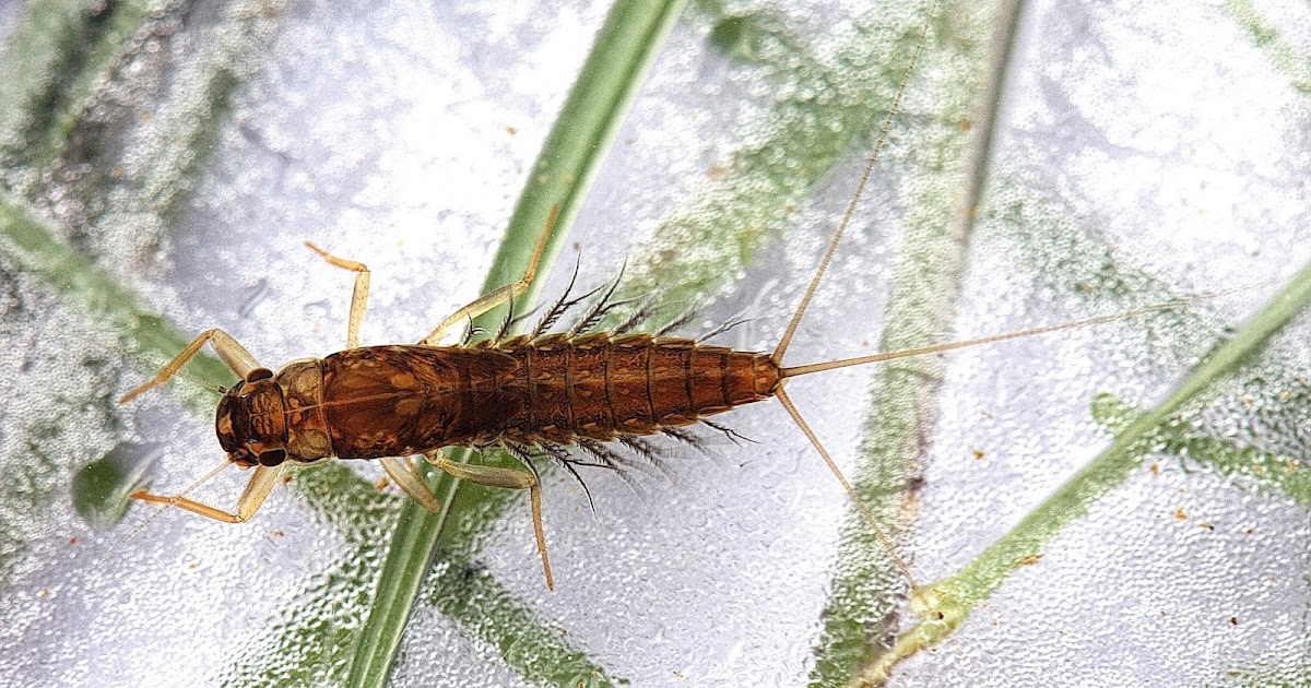 Aquatic Insects of Central Virginia: Our common pronggilled mayfly ...
