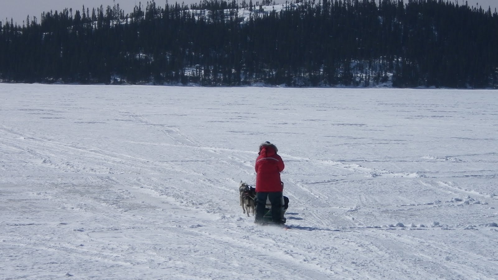 Labrador City Adventure: Dog Sledding