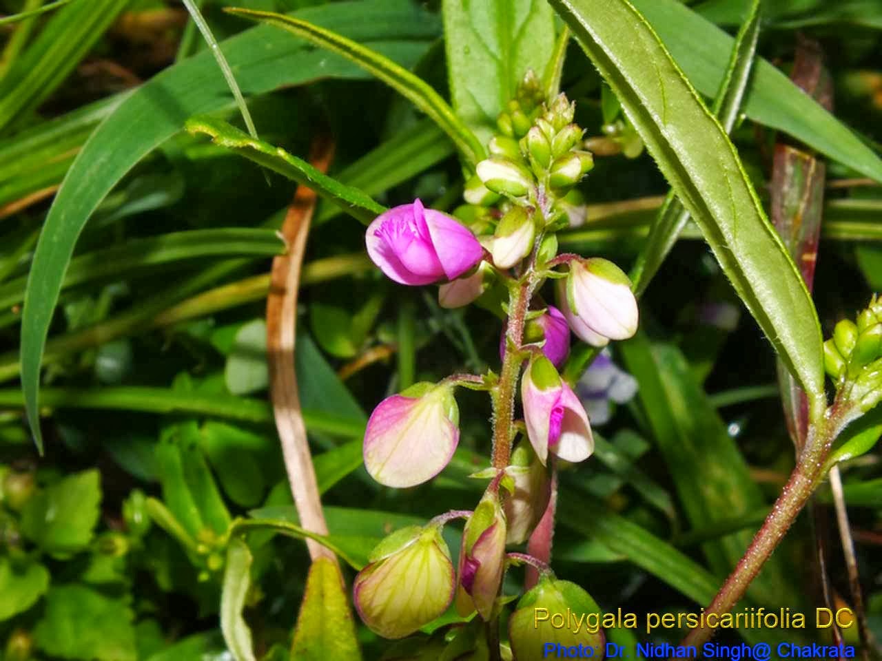 Medicinal Plants: Polygala persicariifolia, Knotweed Leaved Milkwort