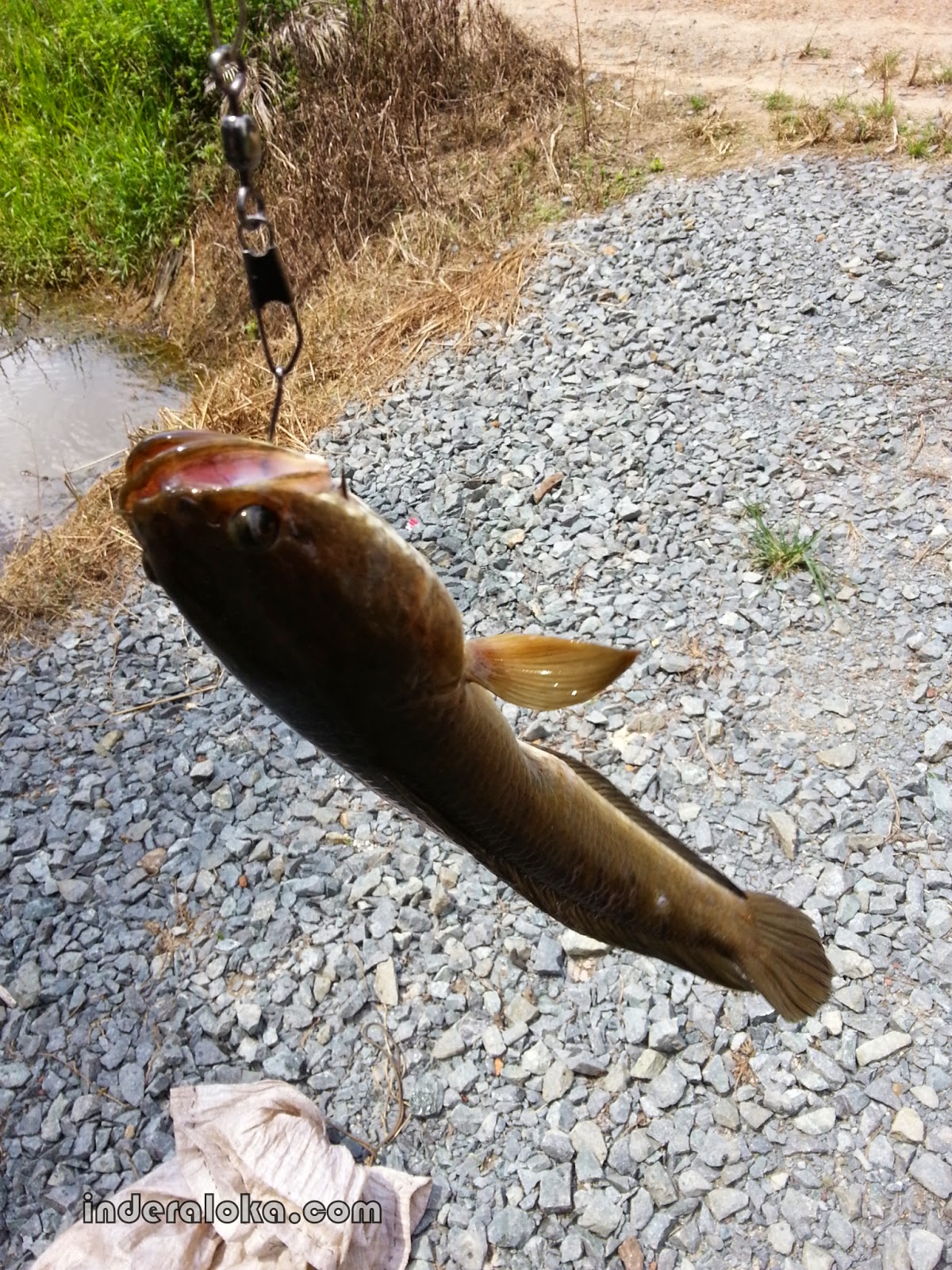 Trip Memancing Haruan Di Chaah, Segamat - Kayangan Cinta Kita