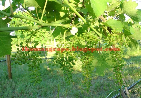 THOMASGRAPE: PEMUPUKAN ANGGUR / PUPUK ANGGUR