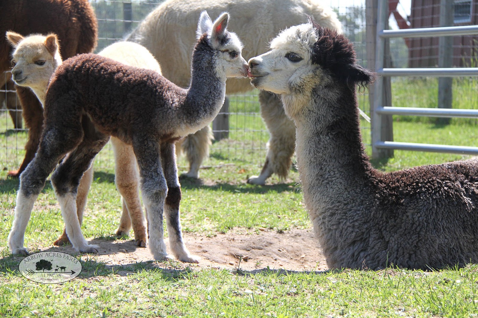 Match the Pictures: A Big Wet Alpaca Kiss