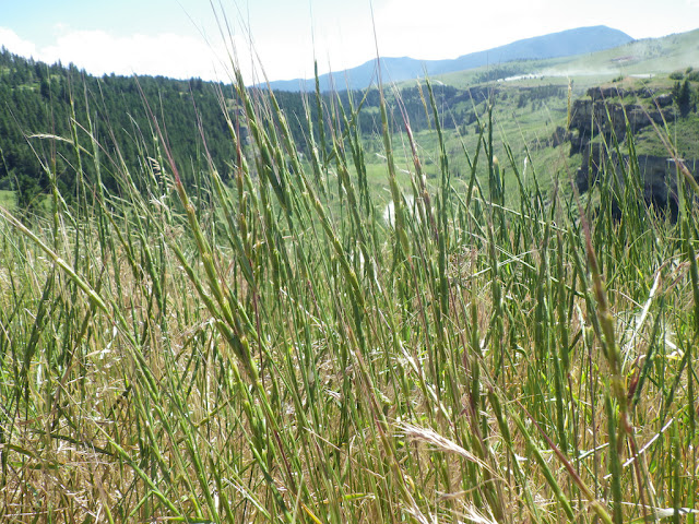 Earth and Space News: Americanized Jointed Goatgrass Gardens Away From ...