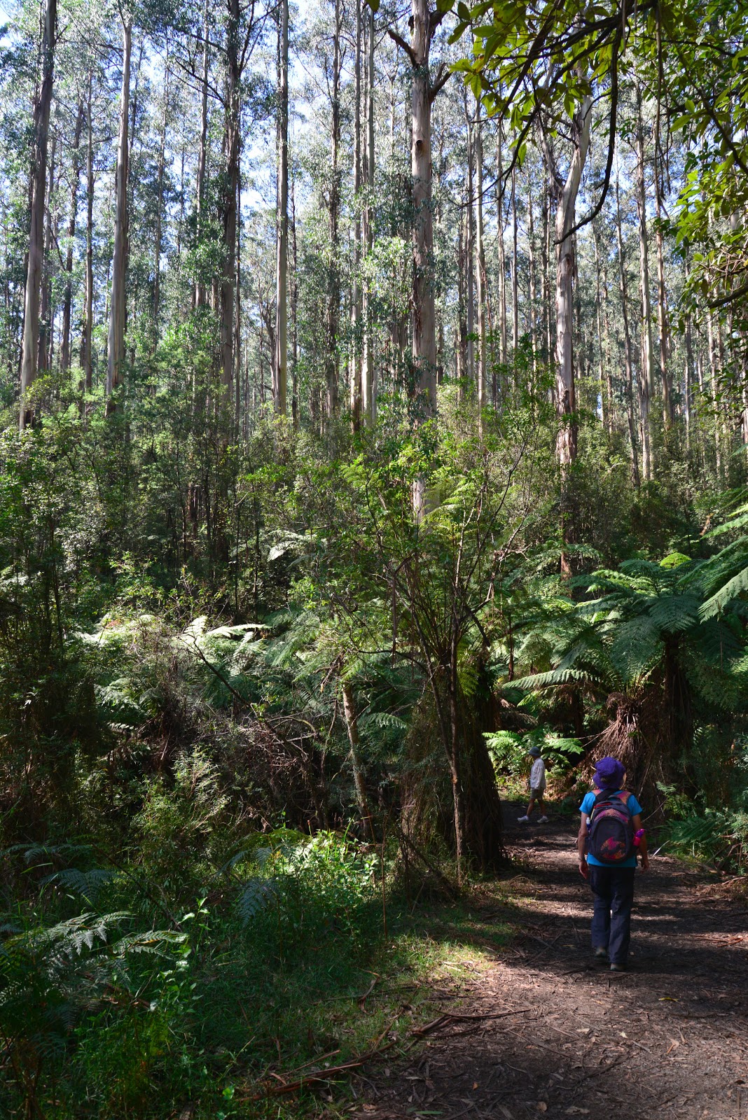walkabouters club of victoria inc: Sherbrooke Forest, Dandenong Ranges ...