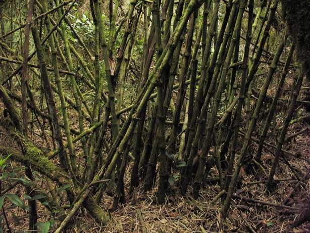 Biodiversidad y Conservación: Los chusques - Bambúes de los Andes