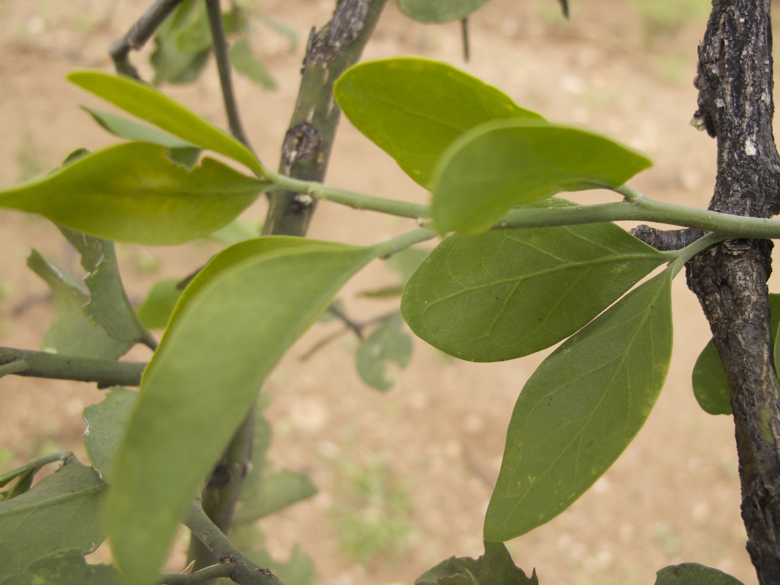 Adventures in East Africa: Guide Training May 2012