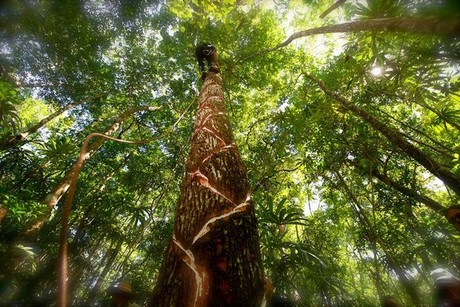 Kisah Mengenai Gula-Gula Getah (Chewing Gum) |MyRokan