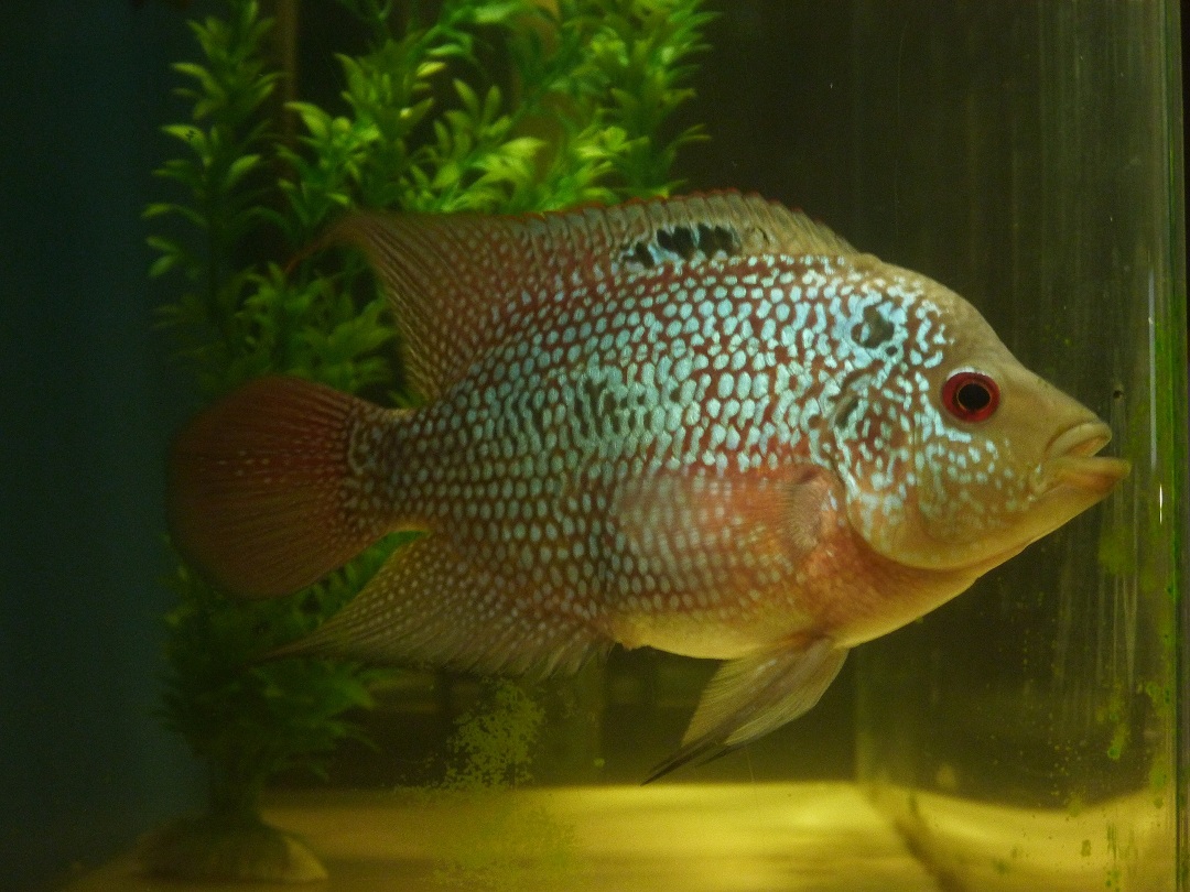 Flowerhorn The Hybrid Cichlids: Red Dragon Kamfa