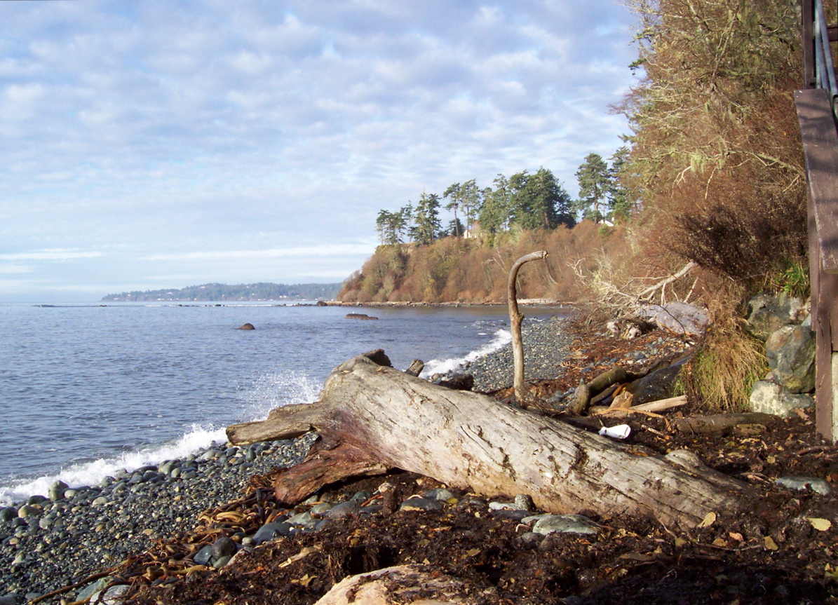 Vancouver Island Big Trees: Drift Logs And Beaches