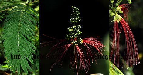 Biodiversity of Sri Lanka: Calliandra (Calliandra houstoniana var ...