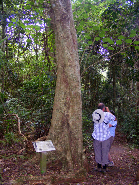 Days on the Claise: Giant Stinging Tree