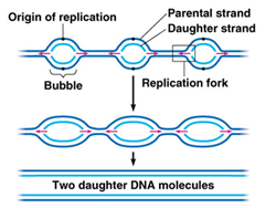 The Steps and Proteins involved in DNA Replication (Prokaryotic and ...