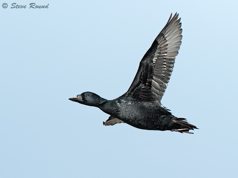 Steve Round Wildlife Photography: Common Scoter