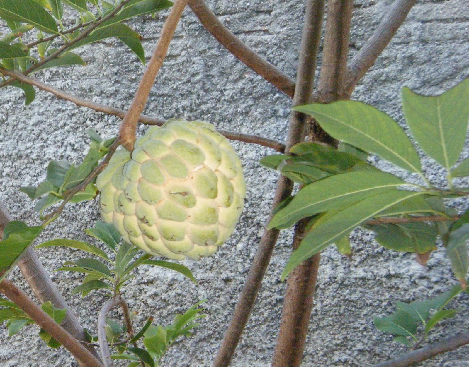 DICAS E VARIEDADES: ATA PINHA FRUTA-DO-CONDE