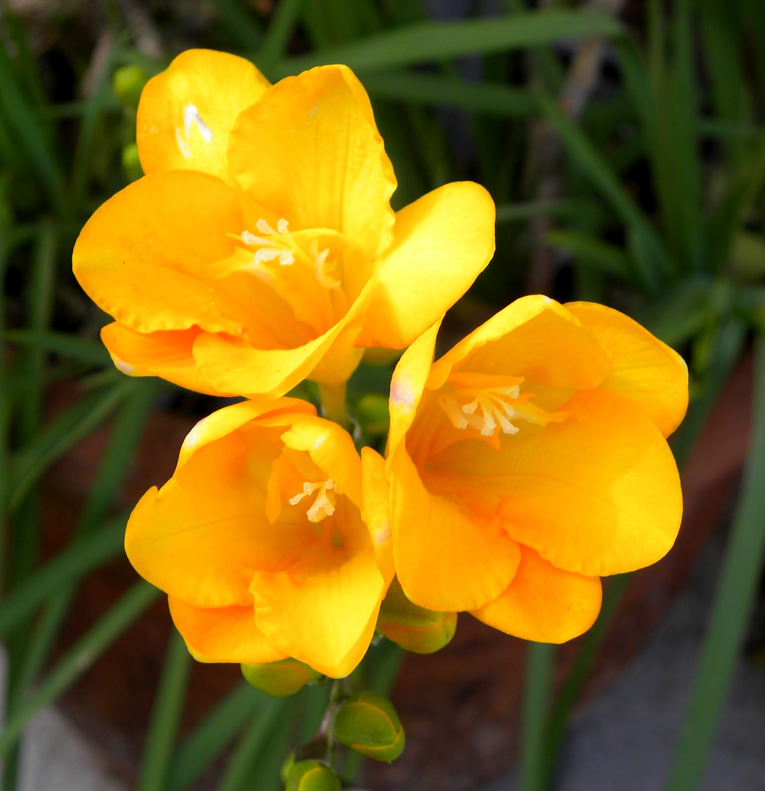 In A Costa Tropical Garden: February 2012