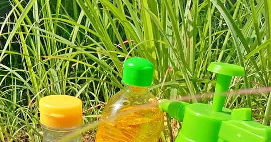 Cara Nak Buat Racun Rumput - Luciana-well-Santos