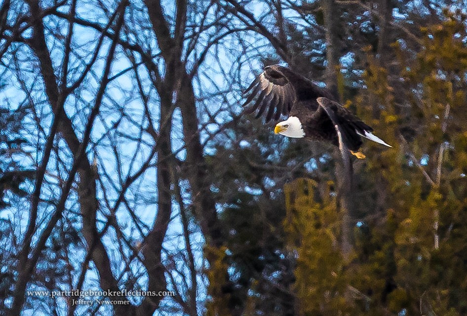 Getting it Right in the Digital Camera : Fallen Eagles Gallery