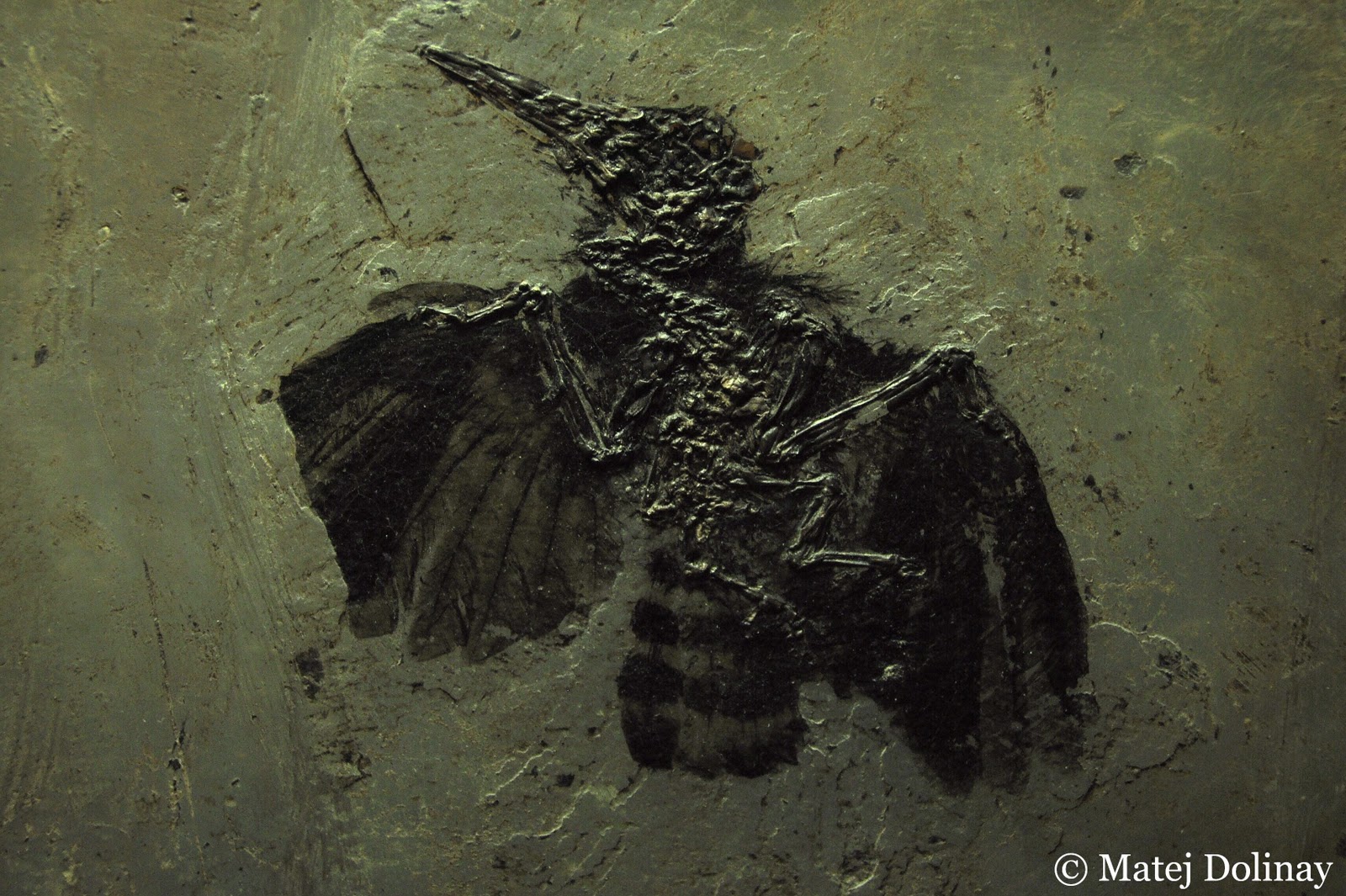 Evolutionary Vertebrate Zoology: Messel on Tour