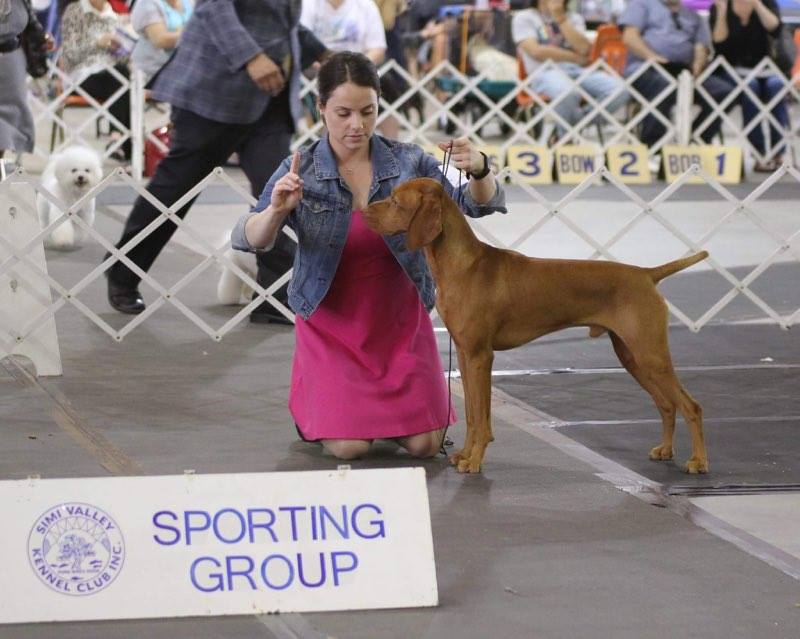 Positive Training for Show Dogs