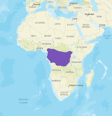 QuestX: Congo Clawless Otter - The Basics