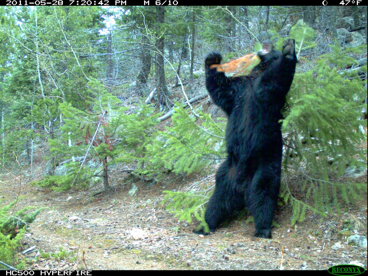Romping and Rolling in the Rockies: Ferocious face and bears!