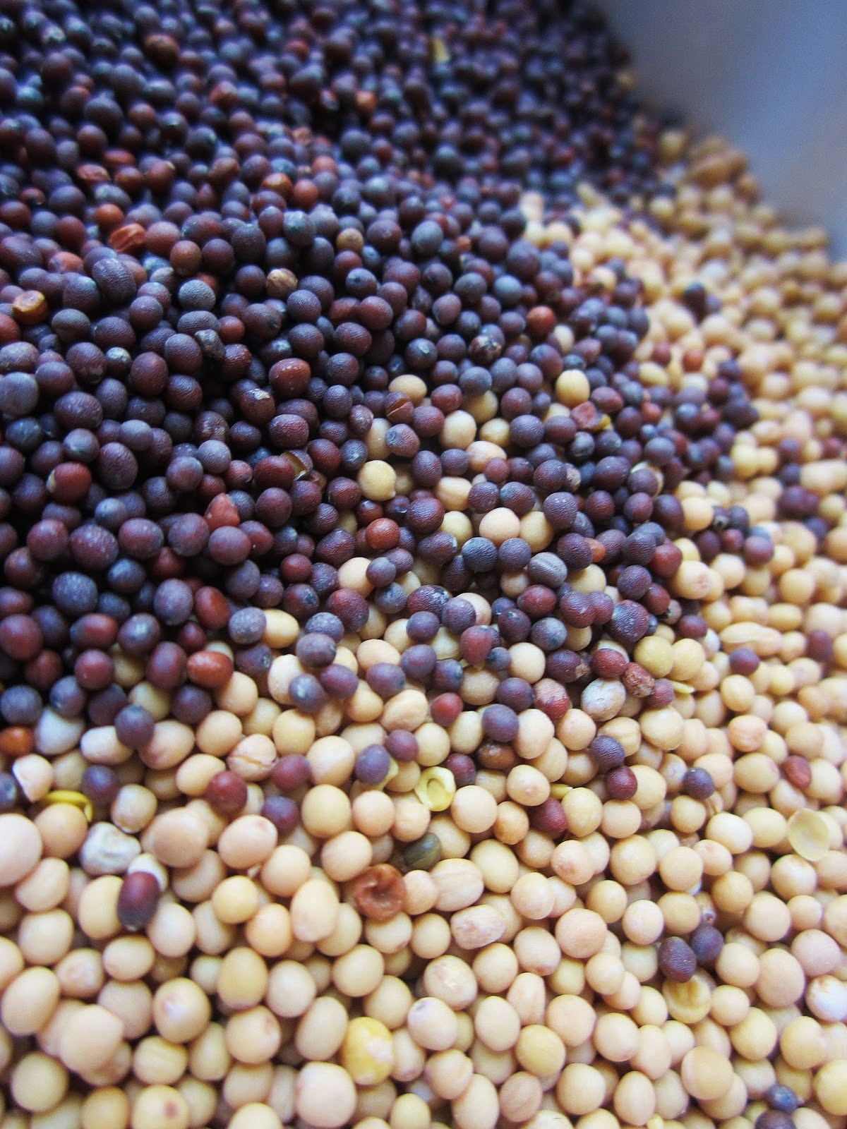 [ a treat grows in brooklyn ]: They call me Colonel Mustard.