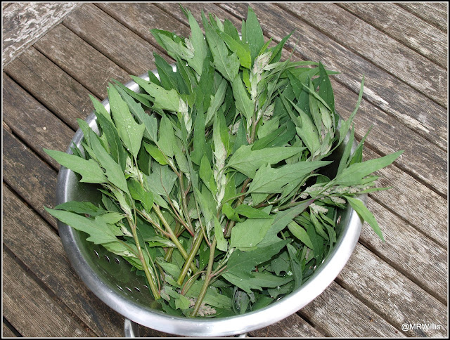 Mark's Veg Plot: Harvesting squashes and Huauzontle