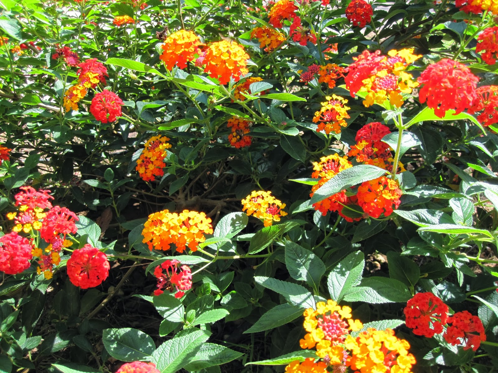Universo Botánico: Lantana camara L. (Lantana)