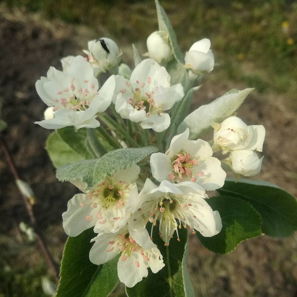 Fruits Seeker: X Sorbopyrus auricularis - sorbopero
