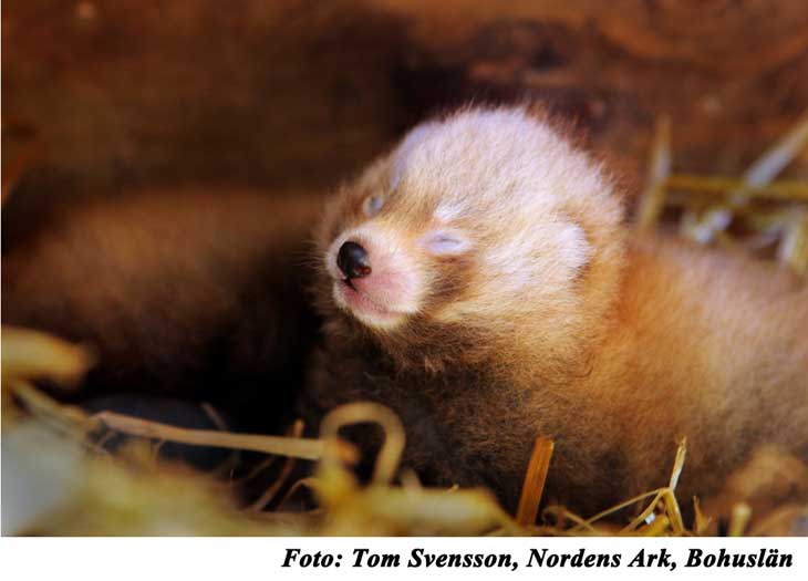 Calle Rockbäcks BLOGG: Pandaungar födda i Sverige!