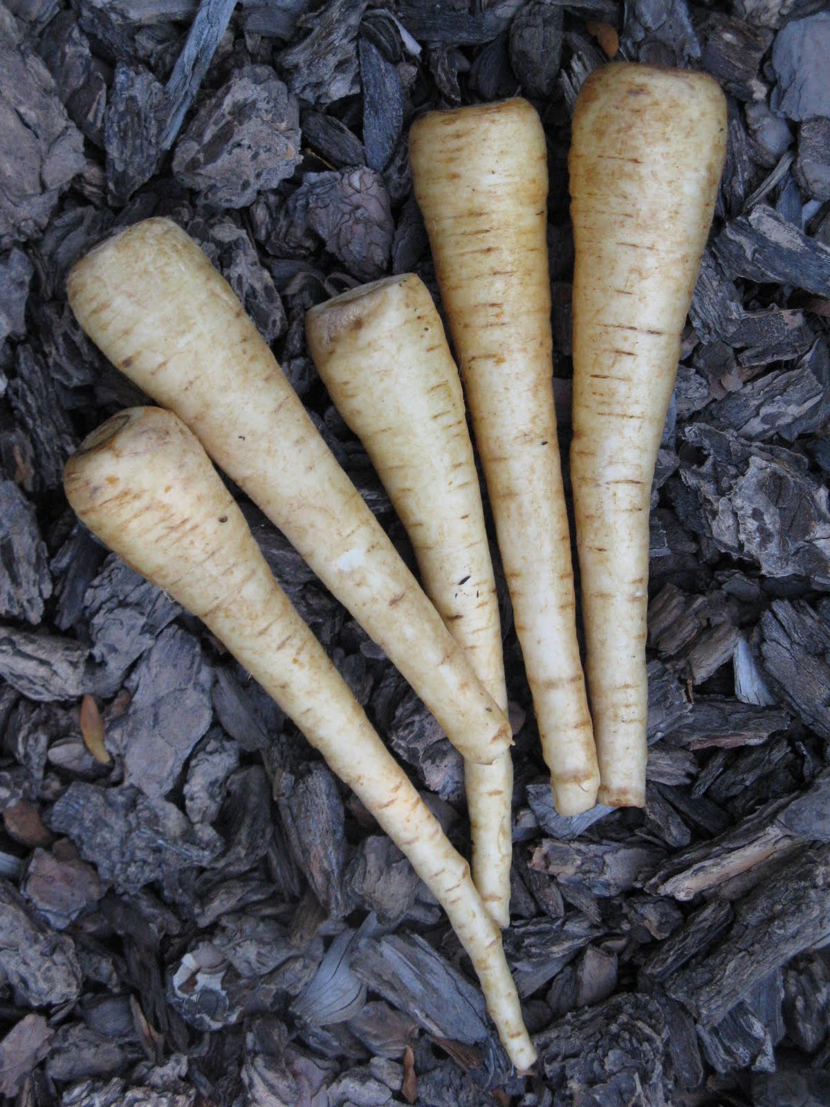 Front Range Food Gardener: Other root vegetables - parsnip