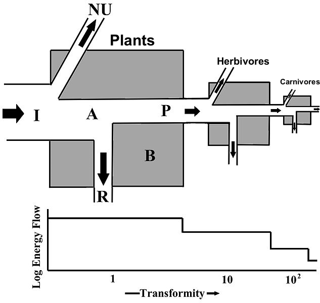 Environmental Sciences: Energy flow in an ecosystem