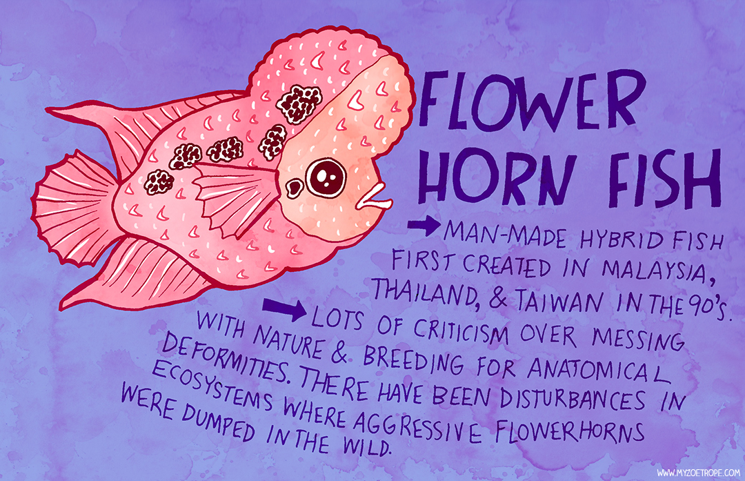 My Zoetrope: 089: Flower Horn Fish